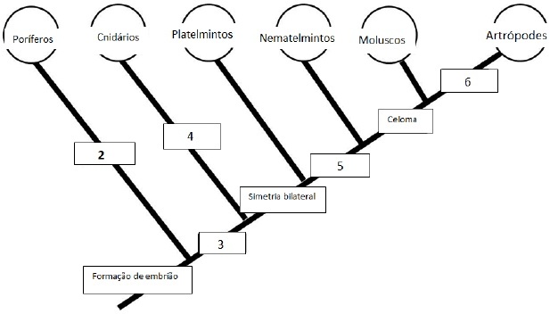 AIO | A Figura Mostra O Esquema De Um Cladograma Onde Nos